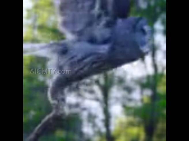 VideoGigaGAN：超分辨率视频模型走红，华人学者Xu yiyan带来新突破 – AICMTY